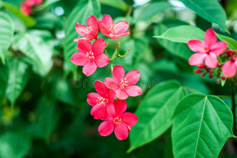 Guam Flower Stock Photos - Free & Royalty-Free Stock Photos from Dreamstime