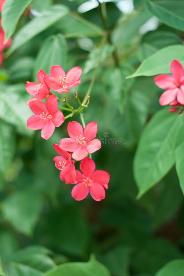 Flower stock photo. Image of enjoy, wedding, happy, smile - 85319586