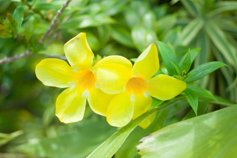 Guam Flower Stock Photos - Free & Royalty-Free Stock Photos from Dreamstime