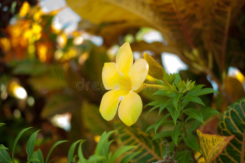 Guam Flower Stock Photos - Free & Royalty-Free Stock Photos from Dreamstime