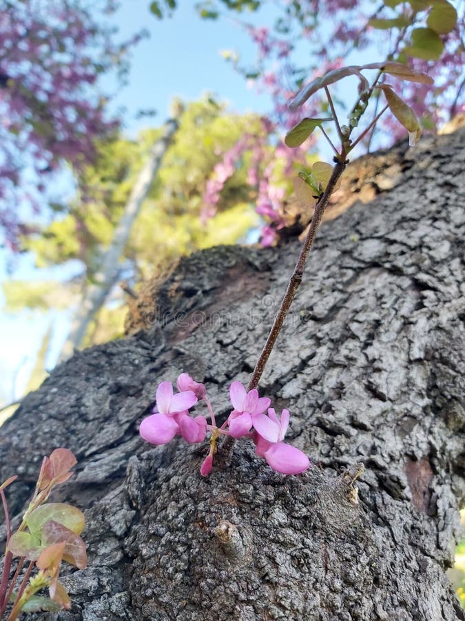 Flower on trunk stock image. Image of spring, trunk - 214578115