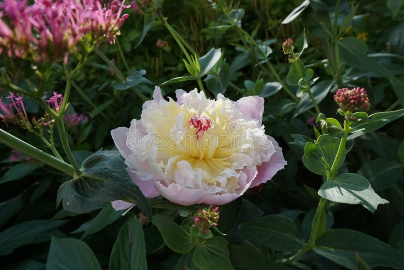 Flower of truth stock photo. Image of europe, bloom, park - 73769354