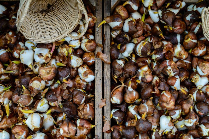 Flower Tulip Bulbs in a Box. Top View Stock Image - Image of plant ...