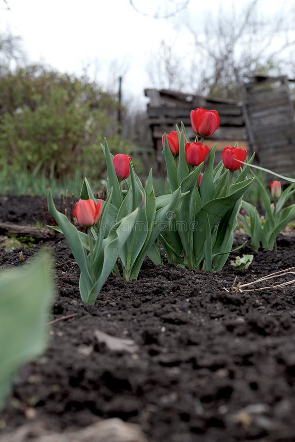 Flower Tulip Grows on the Ground Stock Photo - Image of natural, spring ...