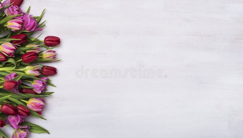 Flower, tulip header stock image. Image of floral, celebration - 85989487