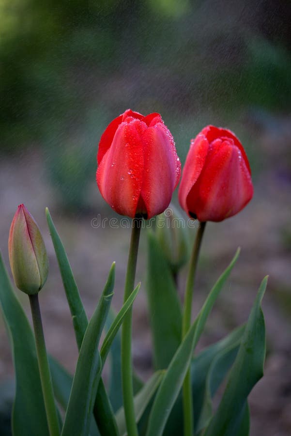 Flower, Tulip, Plant, Bud Picture. Image: 111026109