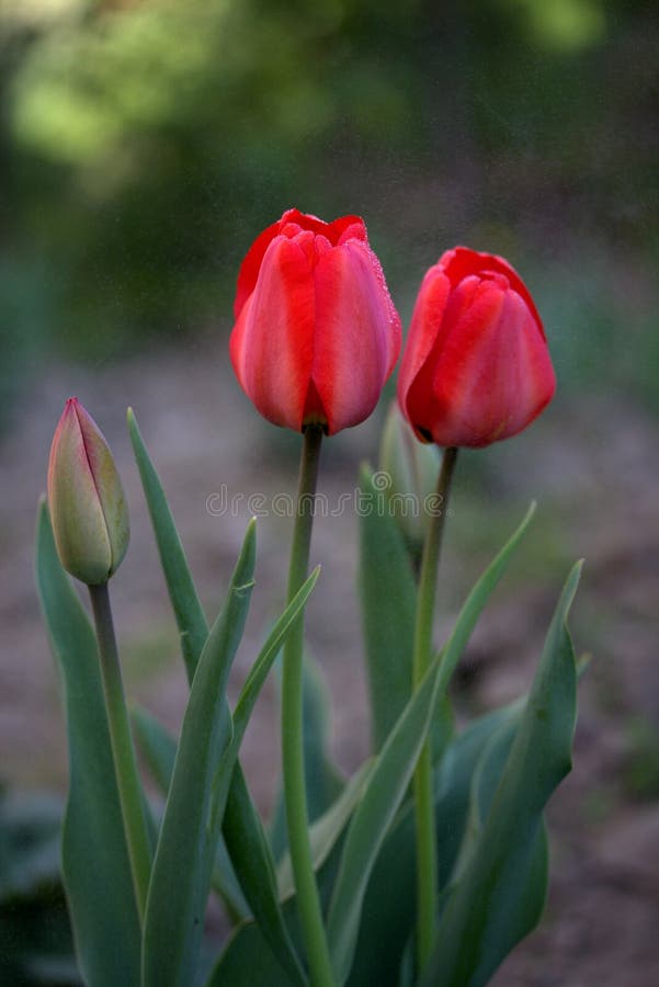 Flower, Tulip, Plant, Bud Picture. Image: 111026203