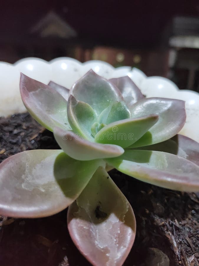 Flower Tulip Rouse Dahlia Beautiful Image Nature Stock Photo - Image of ...