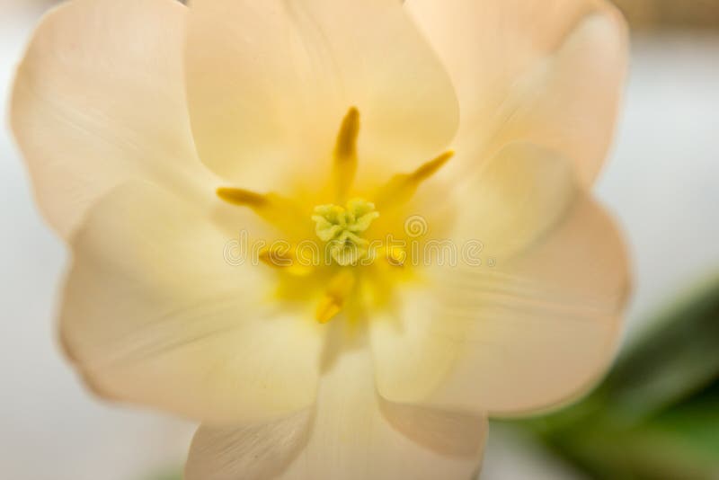 Flower and Tulip Structure Close-up Stock Photo - Image of garden ...