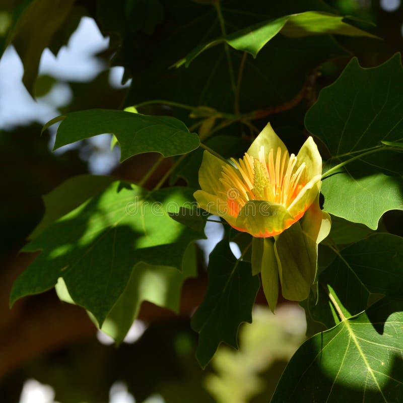 Flower of the Tulip Tree, Liriodendron Tulipifera Stock Image - Image ...