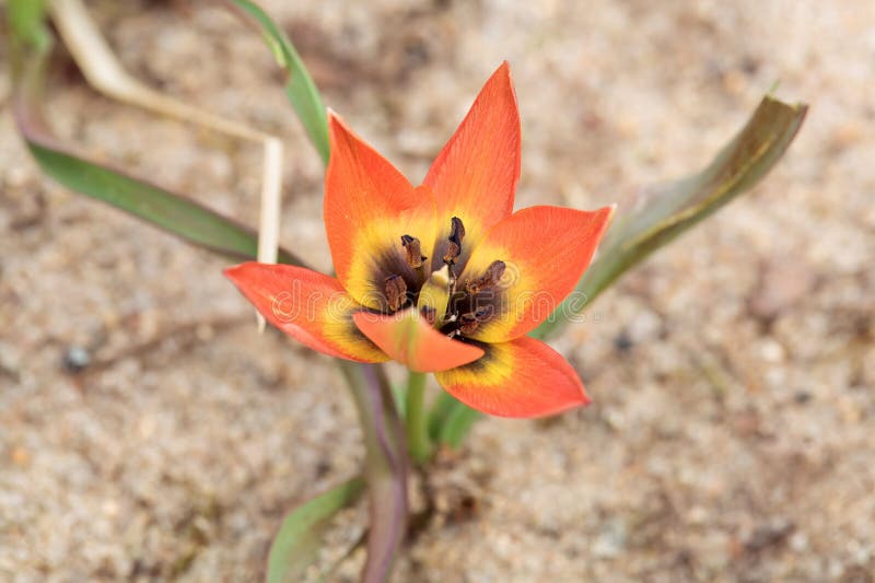 Flower of Tulipa Orphanidea Stock Image - Image of tulipa, colours ...
