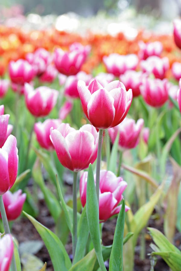 Flower Tulips Beautiful View Stock Image - Image of cute, floral: 76881917