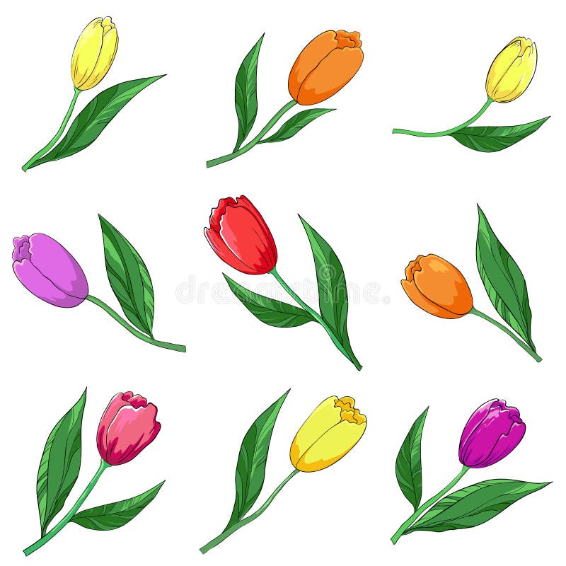 Flower, tulips, contour stock vector. Illustration of botanic - 18112003