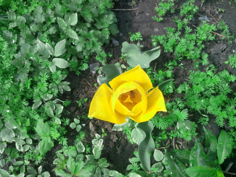 Lukcu Stock Photos - Free & Royalty-Free Stock Photos from Dreamstime