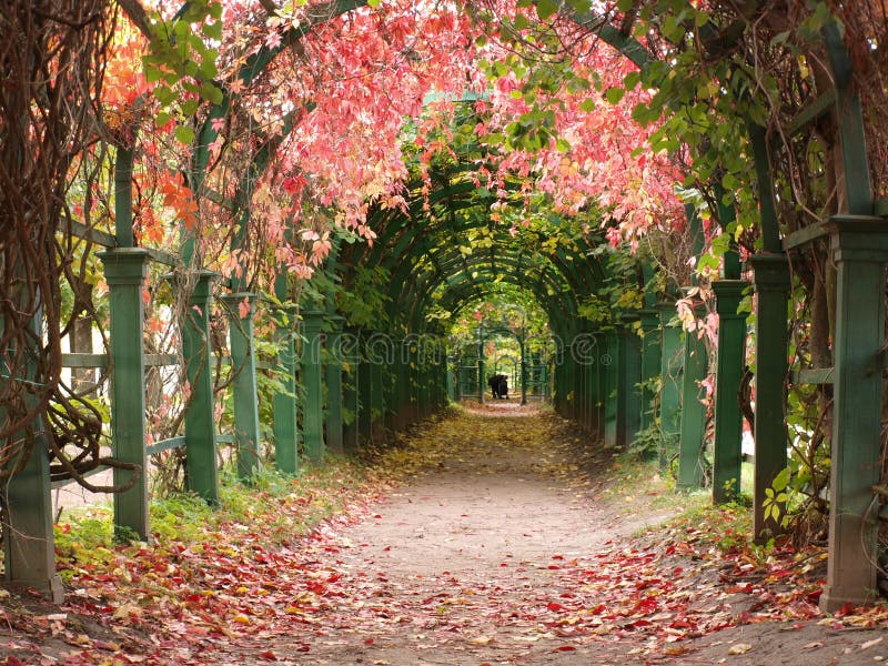 Flower tunnel stock image. Image of gazebo, pink, flowers - 49517335