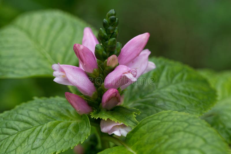Flower of the Turtlehead, Chelone Lyonii Stock Image - Image of plant ...