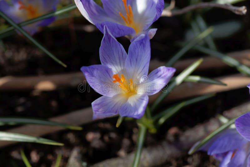 Flower of a Tuscan Crocus, Crocus Etruscus Stock Photo - Image of fresh ...