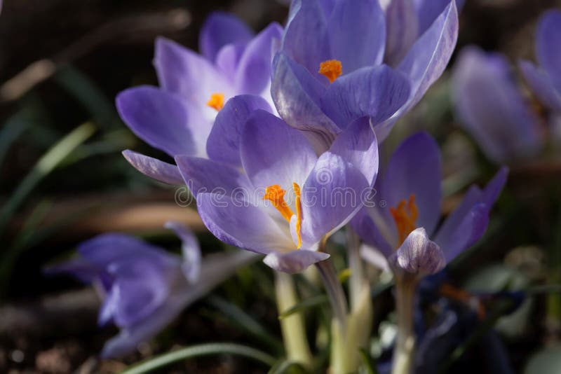 Flower of a Tuscan Crocus, Crocus Etruscus Stock Image - Image of ...