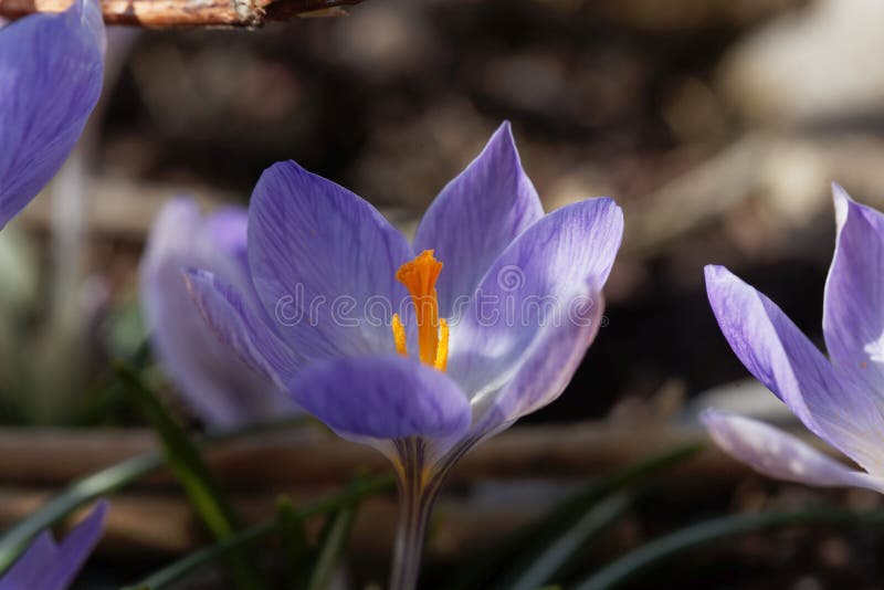 Flower of a Tuscan Crocus, Crocus Etruscus Stock Image - Image of ...