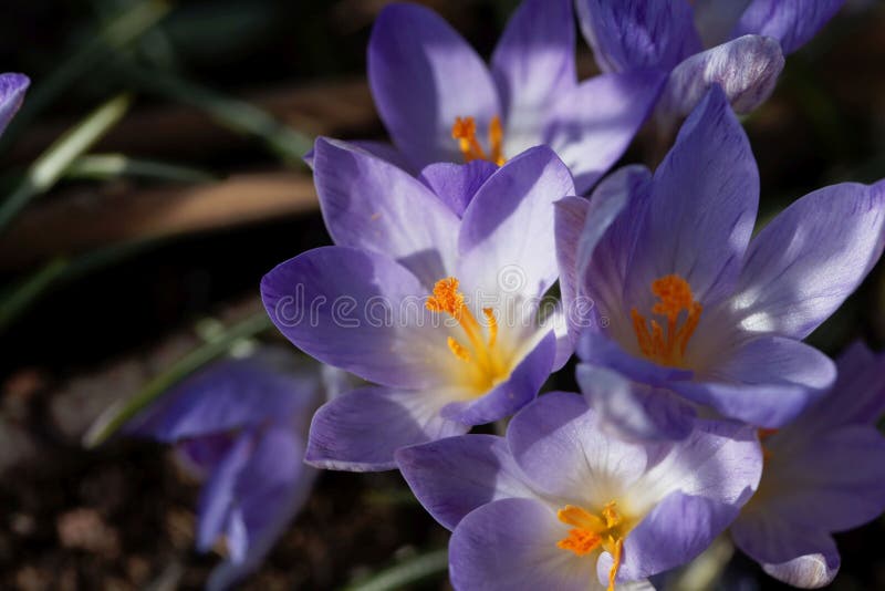 Flower of a Tuscan Crocus, Crocus Etruscus Stock Image - Image of ...