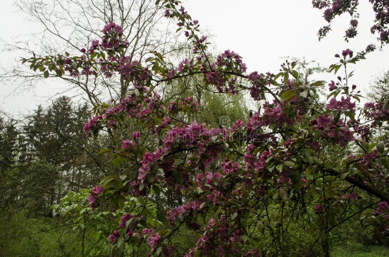 Flower, twig stock photo. Image of field, buds, pollen - 94552110