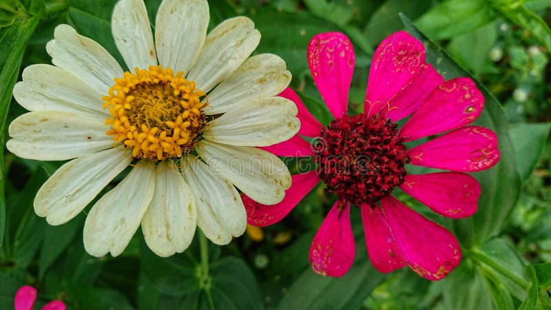 This Flower with Two Colors Stock Photo - Image of meadow, blossom ...