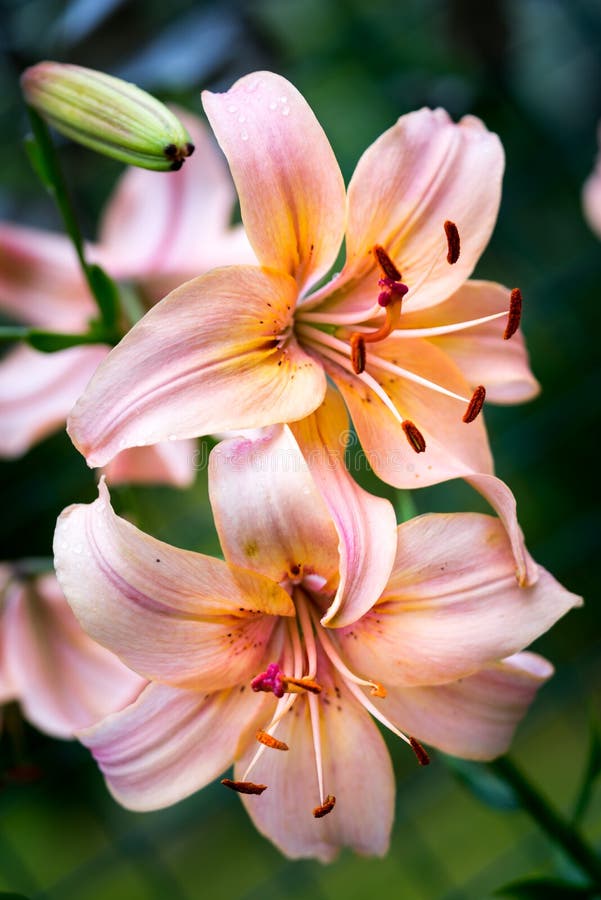 Flower stock photo. Image of lily, natural, garden, flower - 57745088