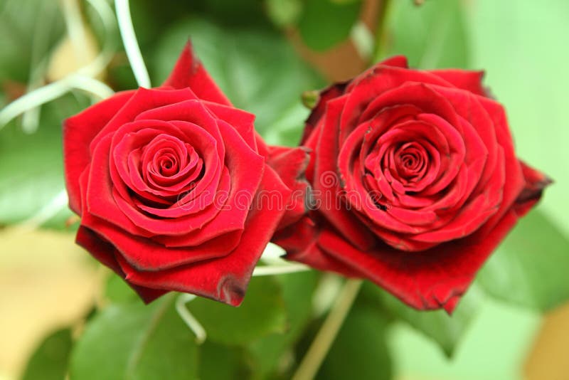 Flower stock image. Image of nature, leaf, green, love - 41473993