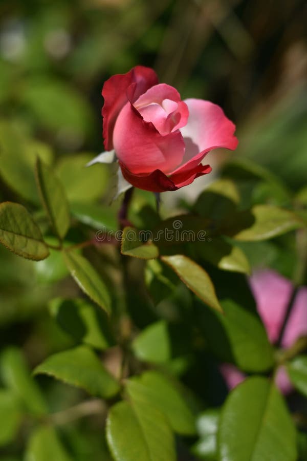 Two tone rose (Rosa) stock photo. Image of closeup, summer - 270630610