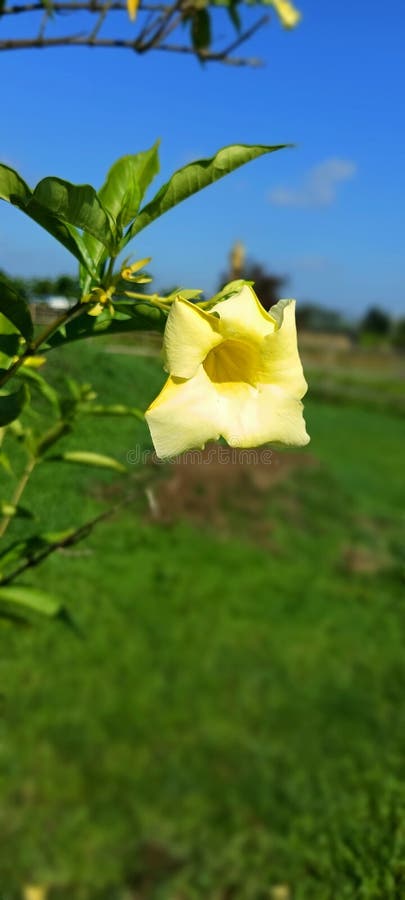 Udalguri Park Stock Photos - Free & Royalty-Free Stock Photos from ...