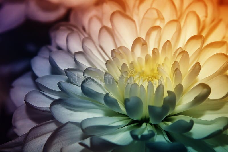 Flower Under a Multicolored Gradient. Beautiful Flower Stock Image ...