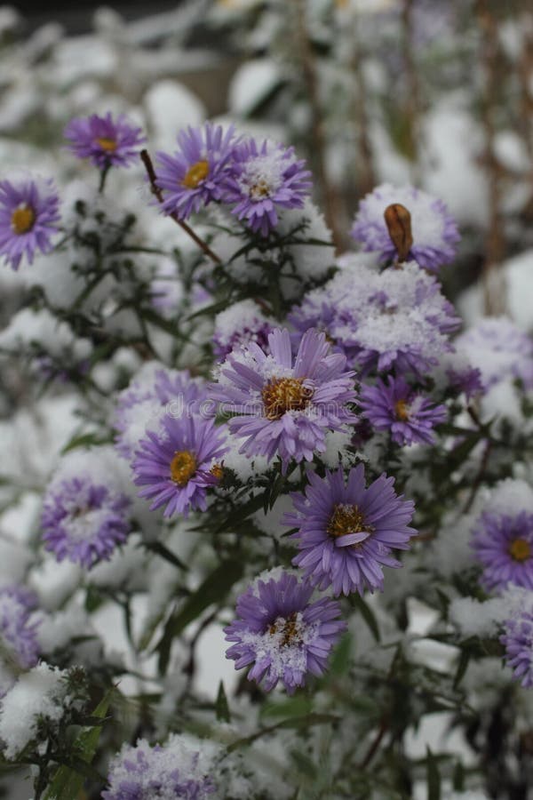 Flower under snow stock image. Image of winter, aster - 81205679