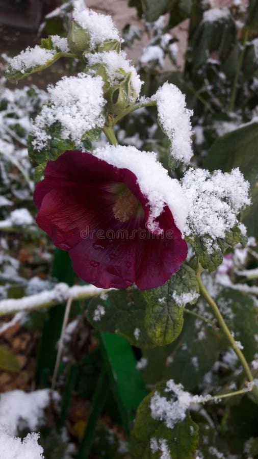 Flower under snow stock image. Image of beautiful, winter - 128762679