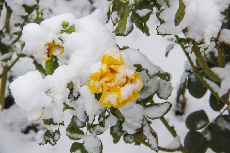 A Flower Under Snow. Yellow Rose Under Snow Against Leaves and Snow ...