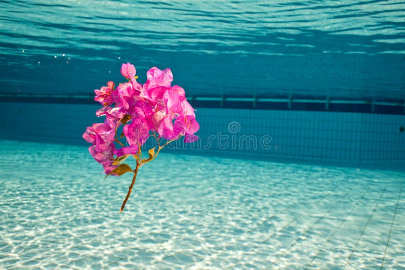 A flower under the water stock image. Image of gently - 21967829