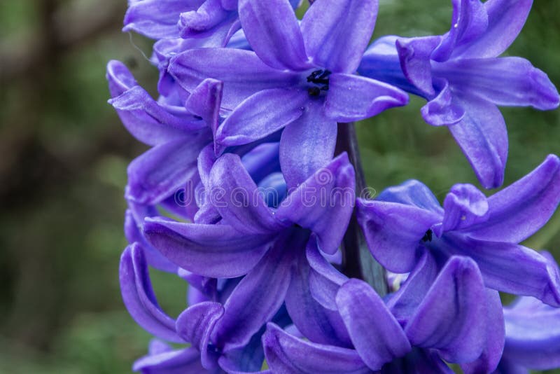 Flower Up Close. Fragile Flower in the Garden Stock Photo - Image of ...