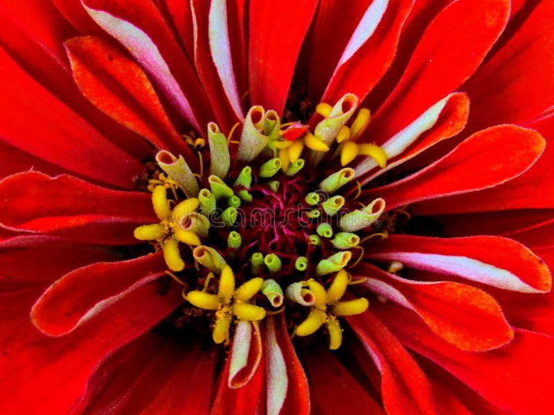 Flower stock image. Image of flower, beautiful, shot - 127642471