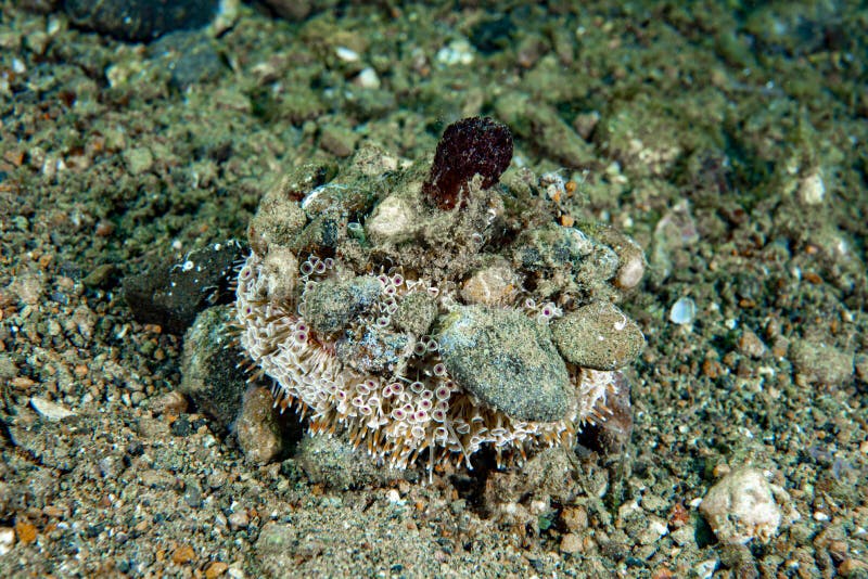 Flower Urchin Toxopneustes Pileolus Stock Image - Image of macro ...