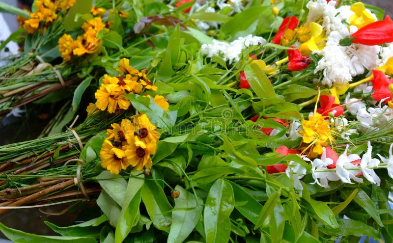 Flower of Prayer Plant stock image. Image of white, pink - 194437343