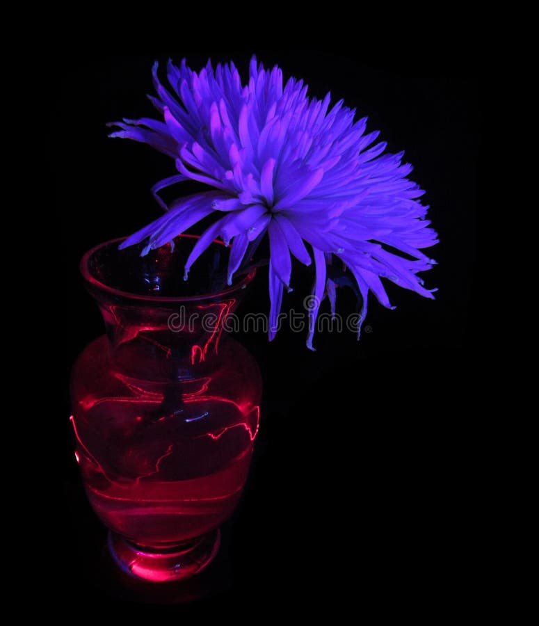 Flower in a vase stock image. Image of nbeautiful, backlight - 88720575