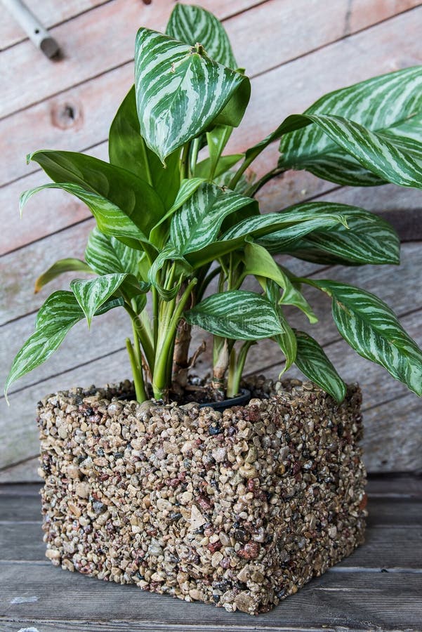Flower Vase Made of Pebbles Stock Photo - Image of bowl, pebble: 215831930