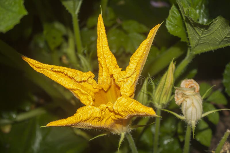 Flower of vegetable marrow stock photo. Image of farming - 124123406