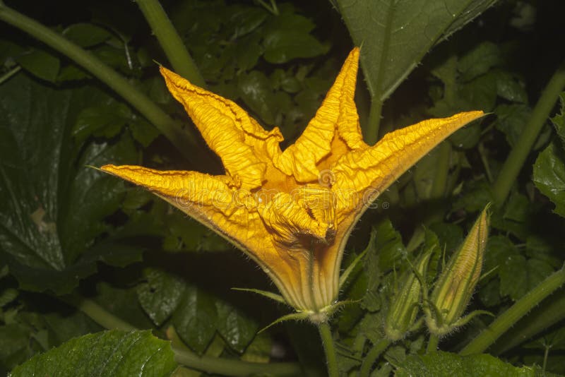 Flower of vegetable marrow stock image. Image of courgette - 124123431