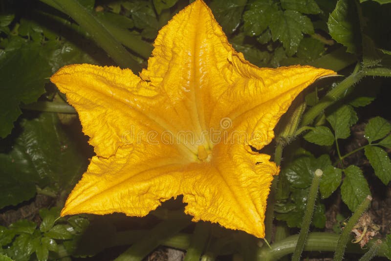 Flower of vegetable marrow stock photo. Image of golden - 124123440
