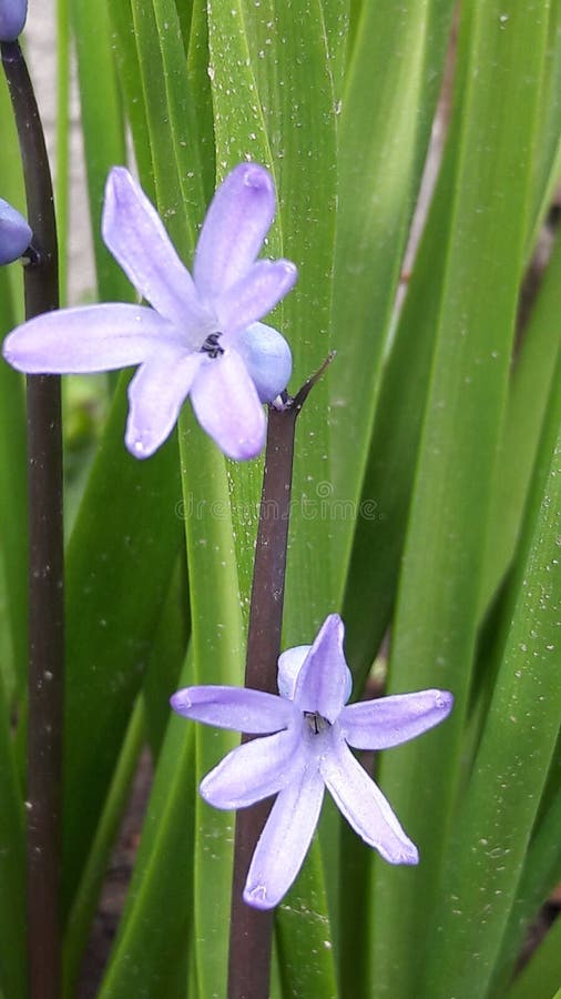 Flower stock image. Image of beautiful, zambila, flower - 89924687