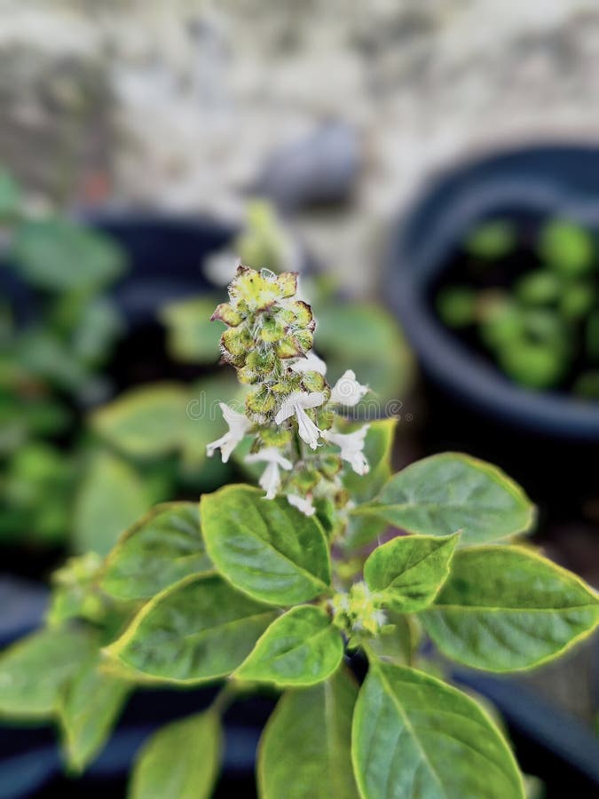 Flower is very beautiful stock image. Image of beautiful - 391860993