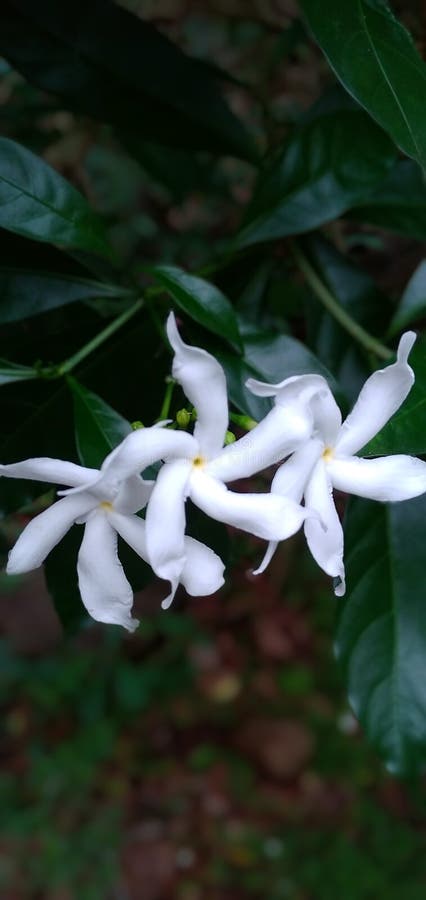 Flower is Very Beautiful Very Good Stock Image - Image of good, flowers ...