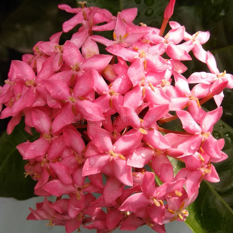 This Flower is Very Beautiful. Stock Image - Image of plant, beautiful ...