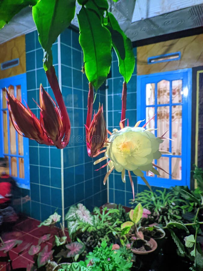 Gorgeousthe Beauty Stock Photos - Free & Royalty-Free Stock Photos from ...