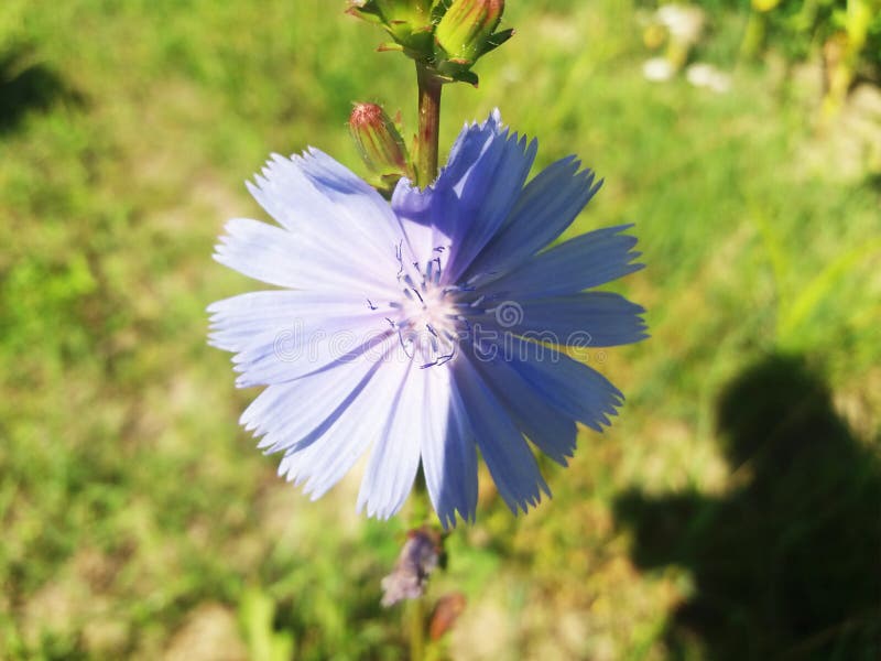 Flower. Very nice stock image. Image of forest, nice - 96552403
